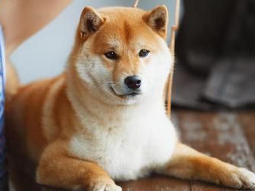 Собака сиба ину