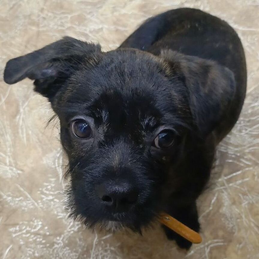 Французский бульдог, щенок