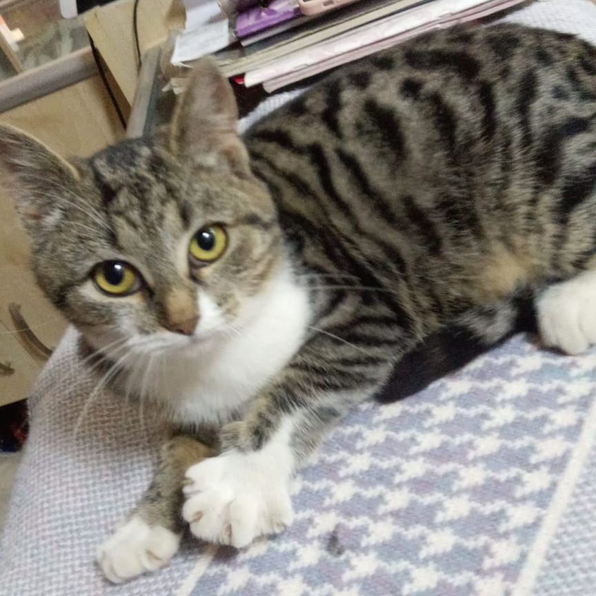 Котёнок в добрые руки