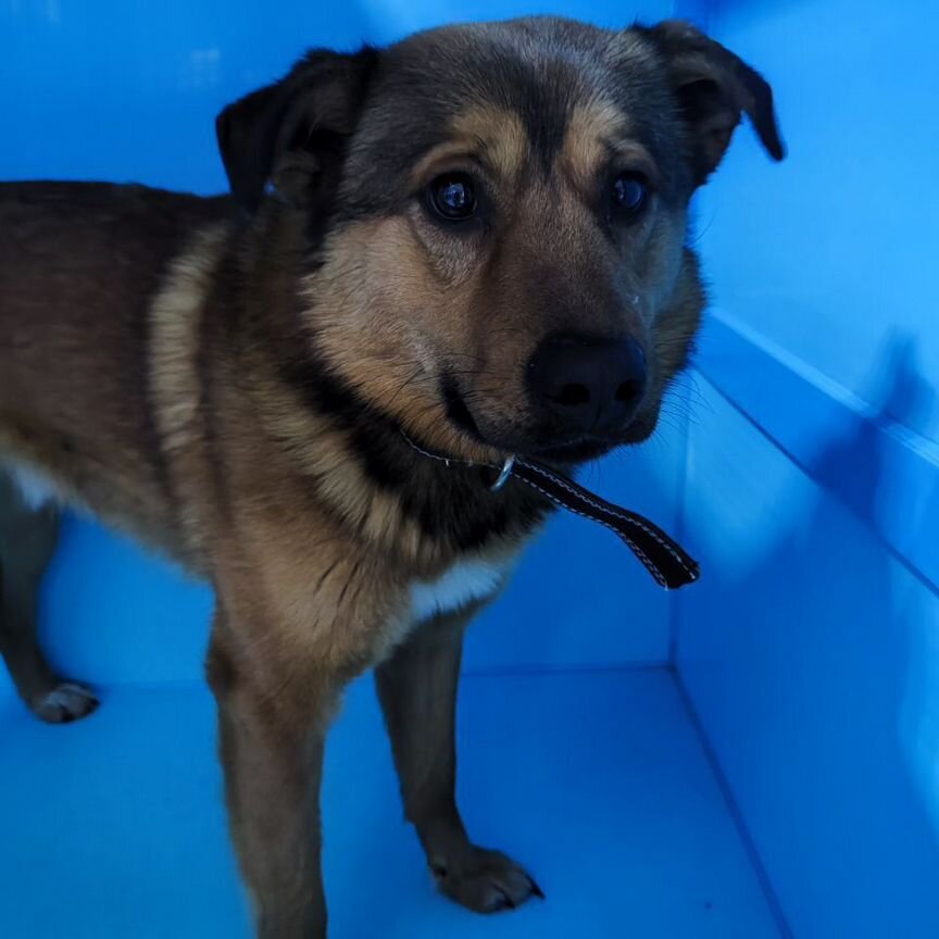 Преданный пёс