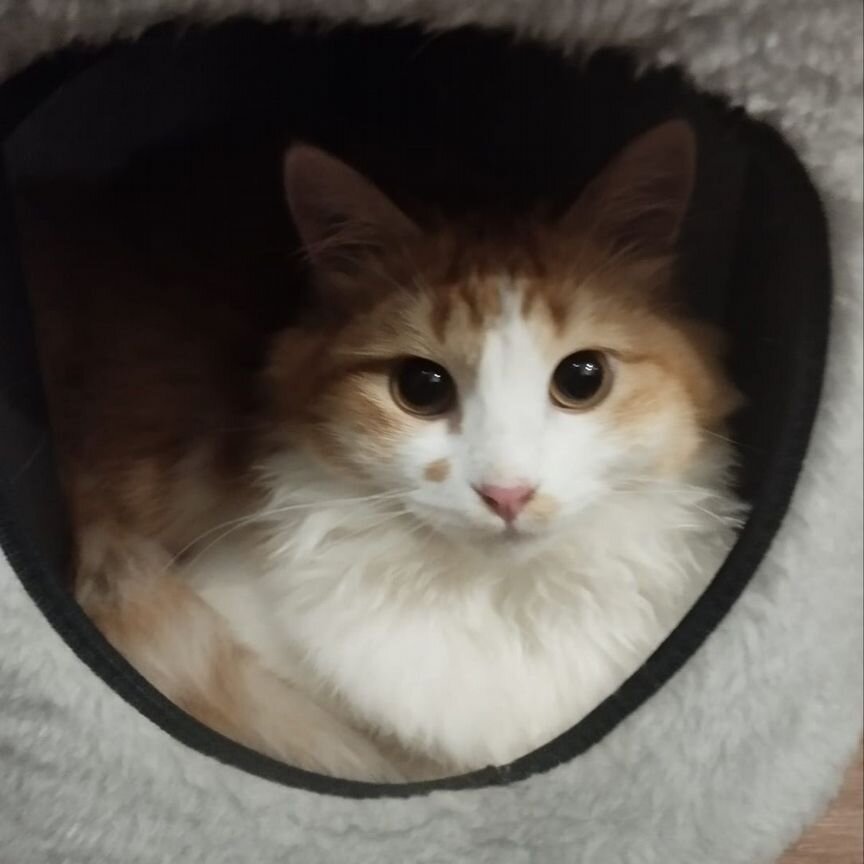 Рыжик 8 мес, классный малыш