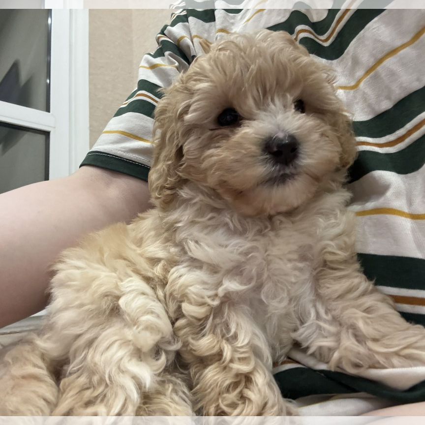 Той-пудель, щенок