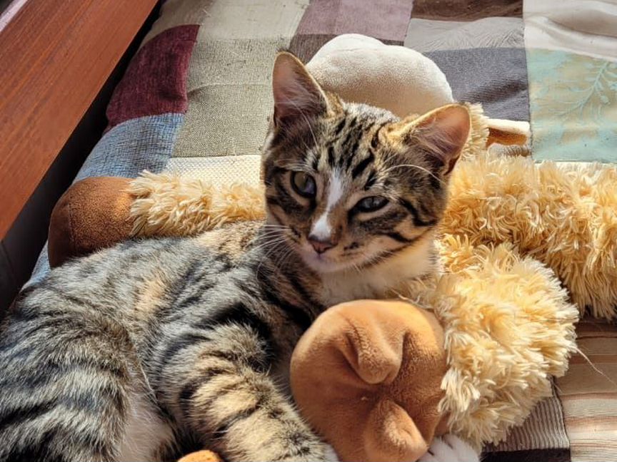 Котёнок Зеленоград бесплатно