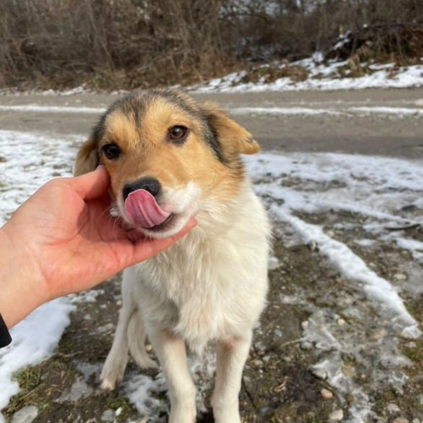 Щенок в добрые руки бесплатно