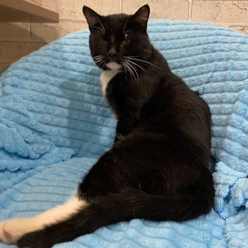 Взрослый кот в добрые руки