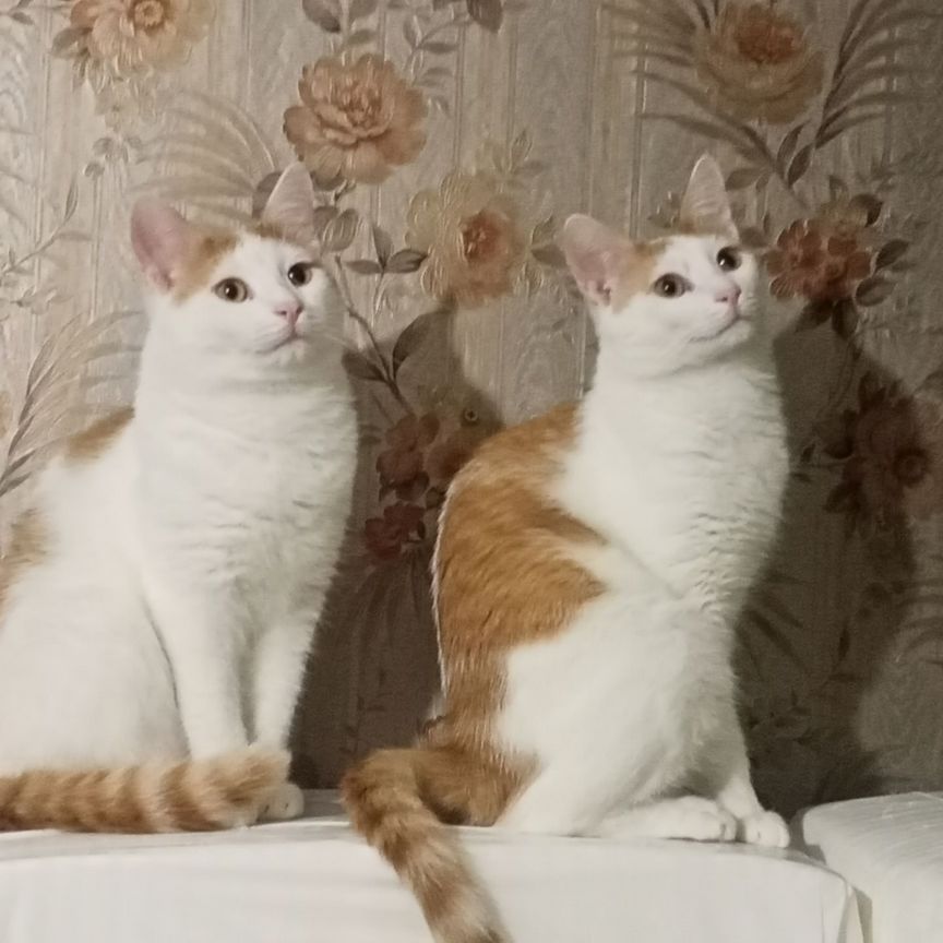 Котики в добрые руки