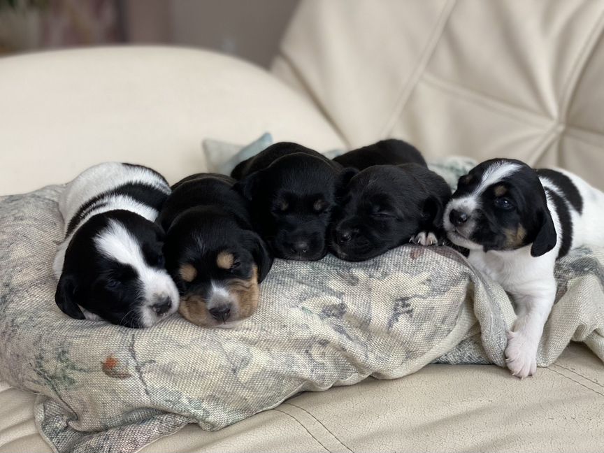 Щенки русского спаниеля