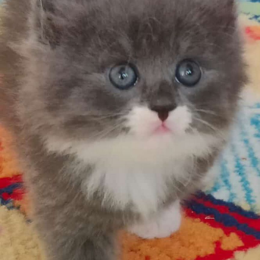 Котята ищут любящих хозяев