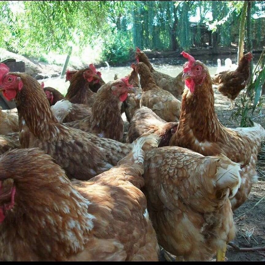 Курица несушка