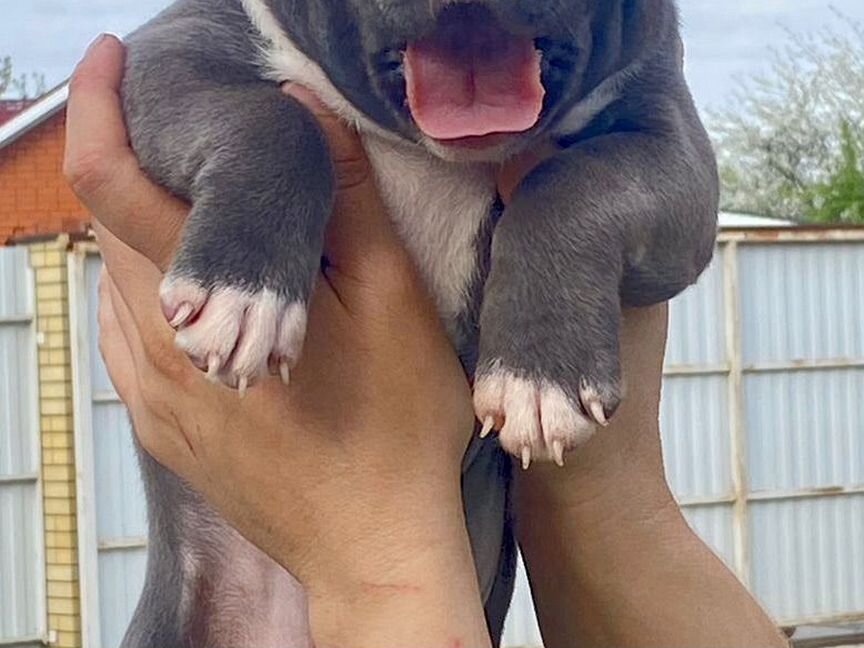 Американский булли xl