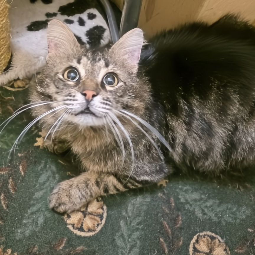 Сибирский, взрослый кот