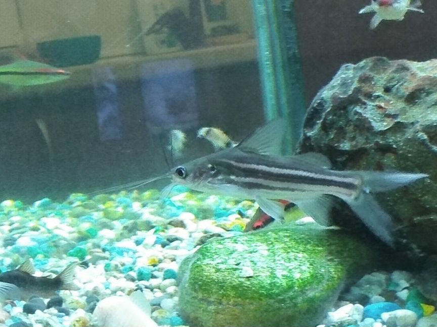 Аквариумные рыбки