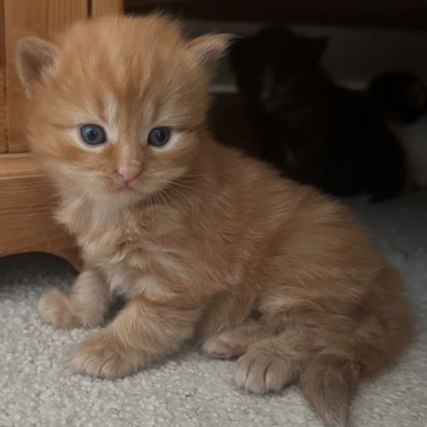 Сибирский котёнок