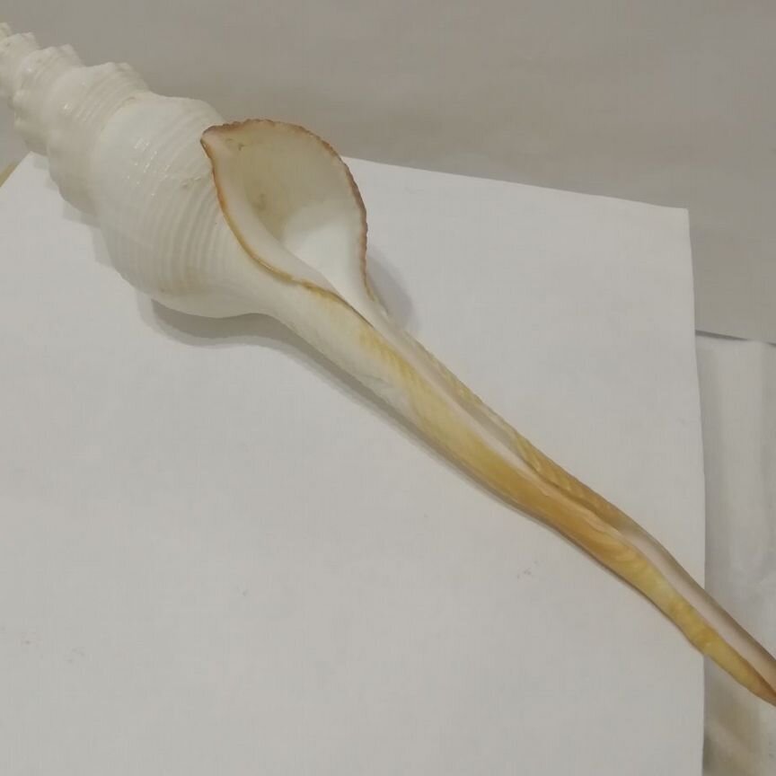 Ракушка Fusinos Colus