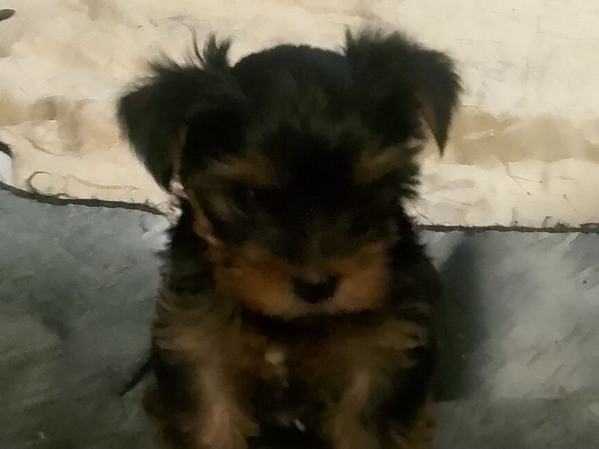 Йоркширский терьер щенки