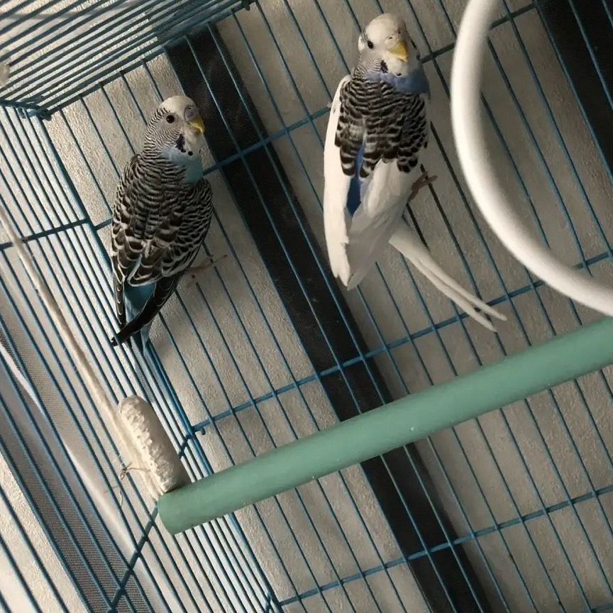 Волнистый попугай с клеткой
