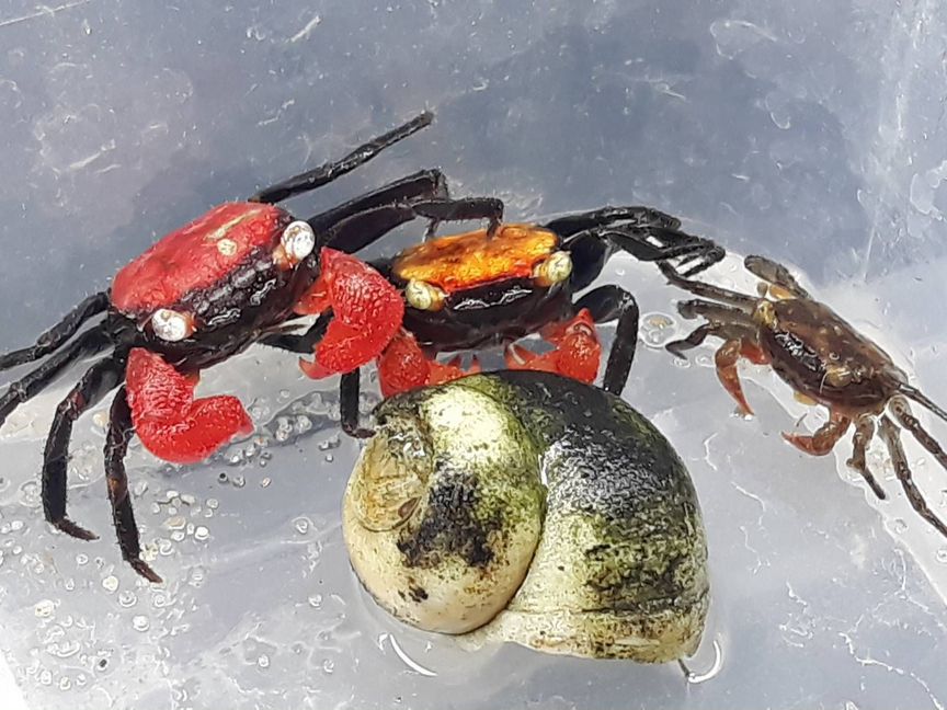 Крабы Красный Дьявол, Вампир