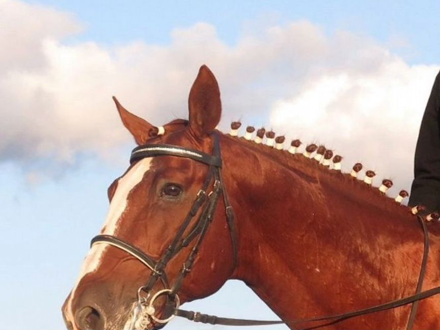 Мундштучное оголовье