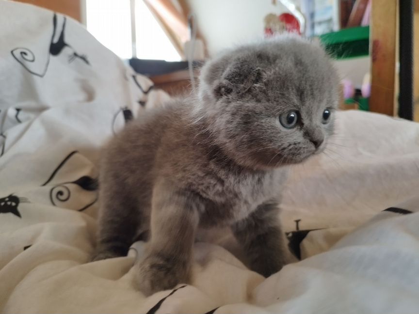 Шотландские вислоухие котята