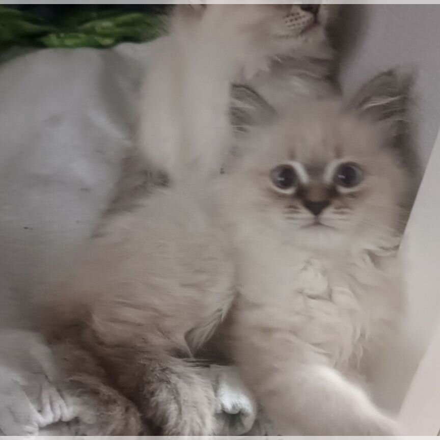 Невский маскарадный котёнок