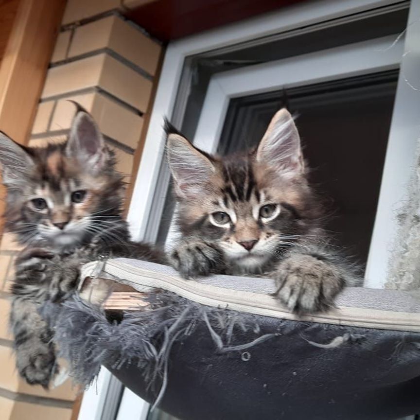 Котята мейн-кун