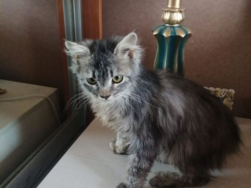 Добрячок - пушистый котенок