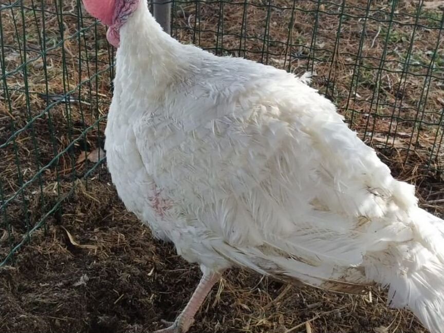 Индюк на племя