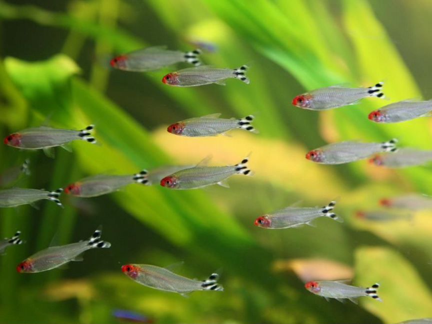 Аквариумные рыбки, новинки