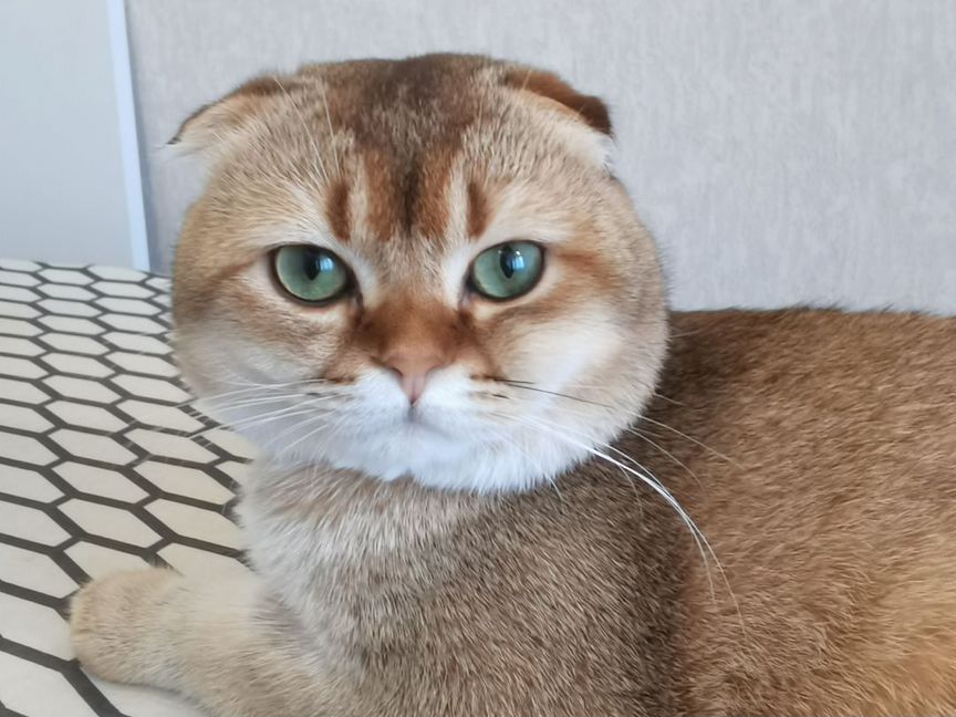 Вязка с шикарным вислоухим котом