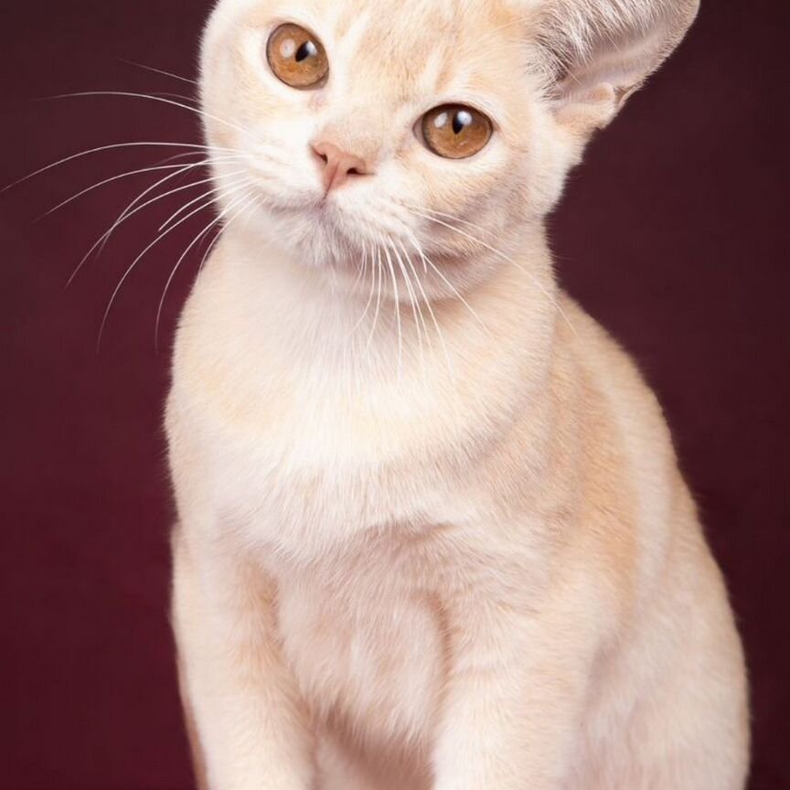 Бурманские котики