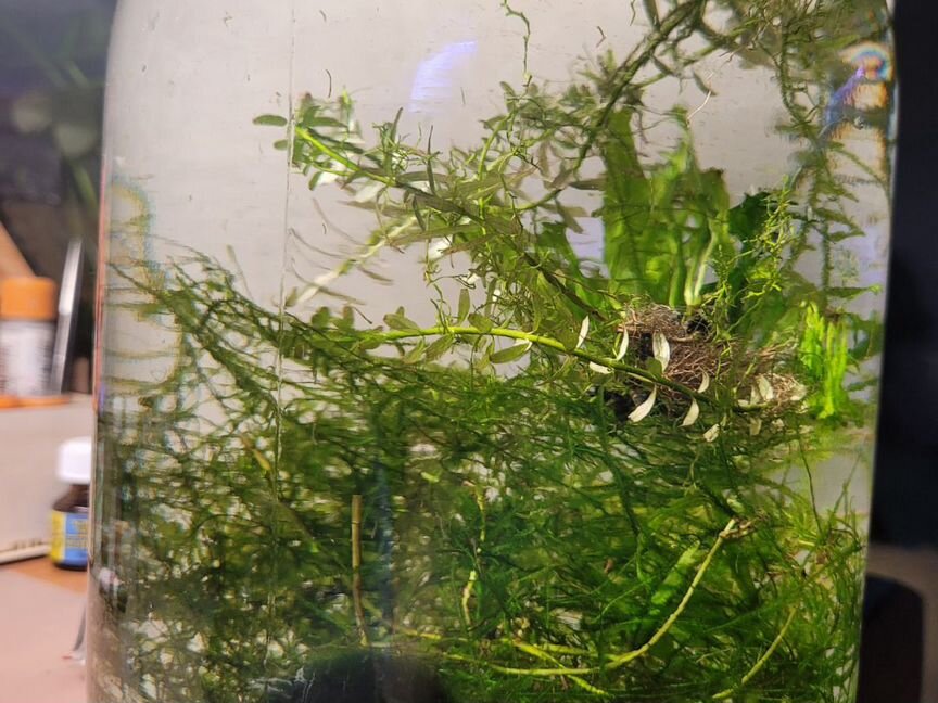 Аквариумные растения прополка