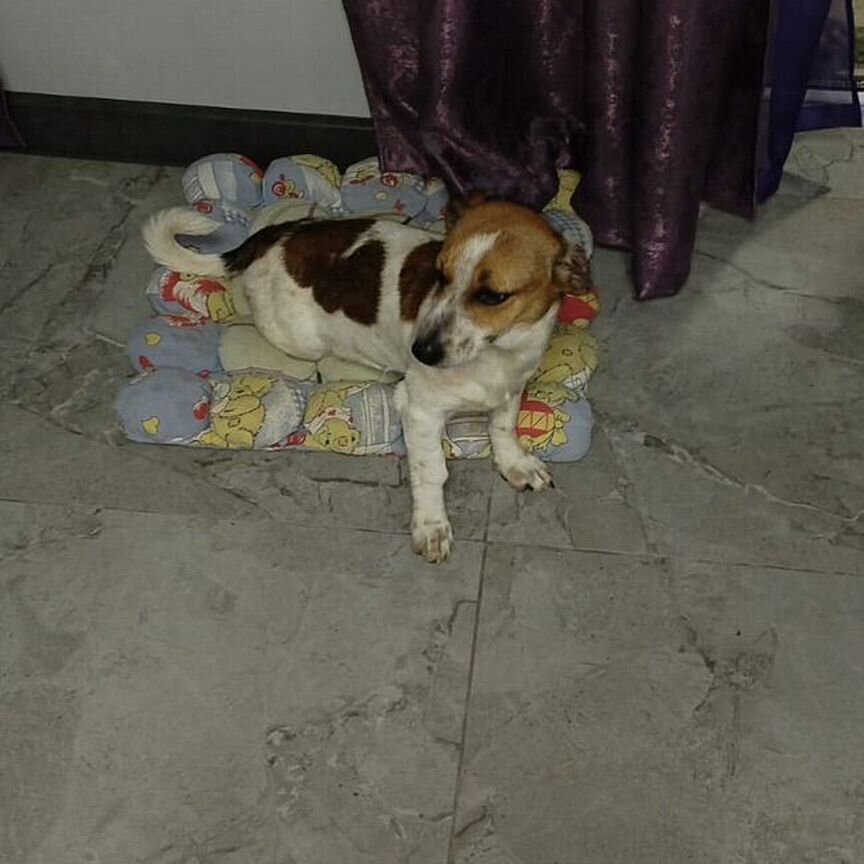 Молоденькая собачка