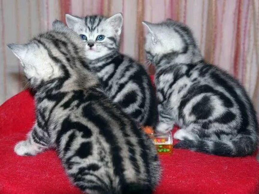 Британские мраморные котята от питомника