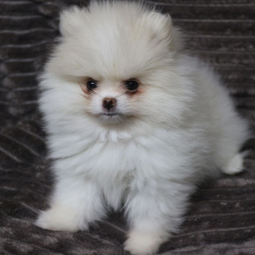 Померанский шпиц, щенок