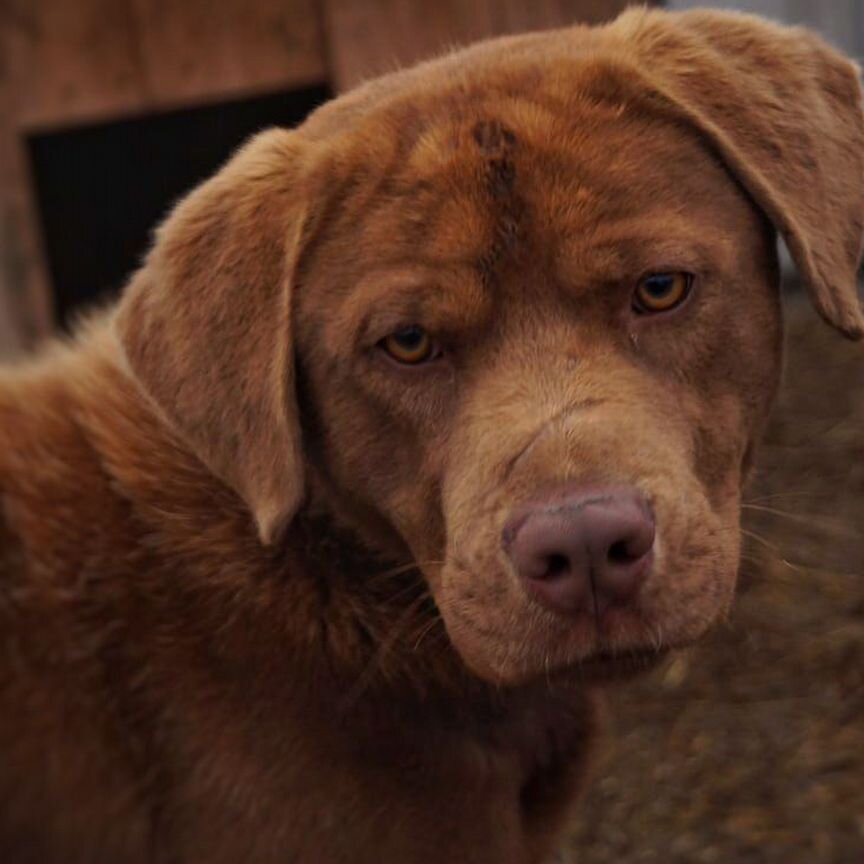 Взрослый пёс в добрые руки