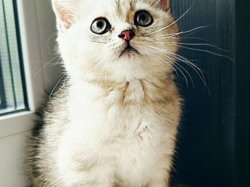 Шотландский котик шиншилла