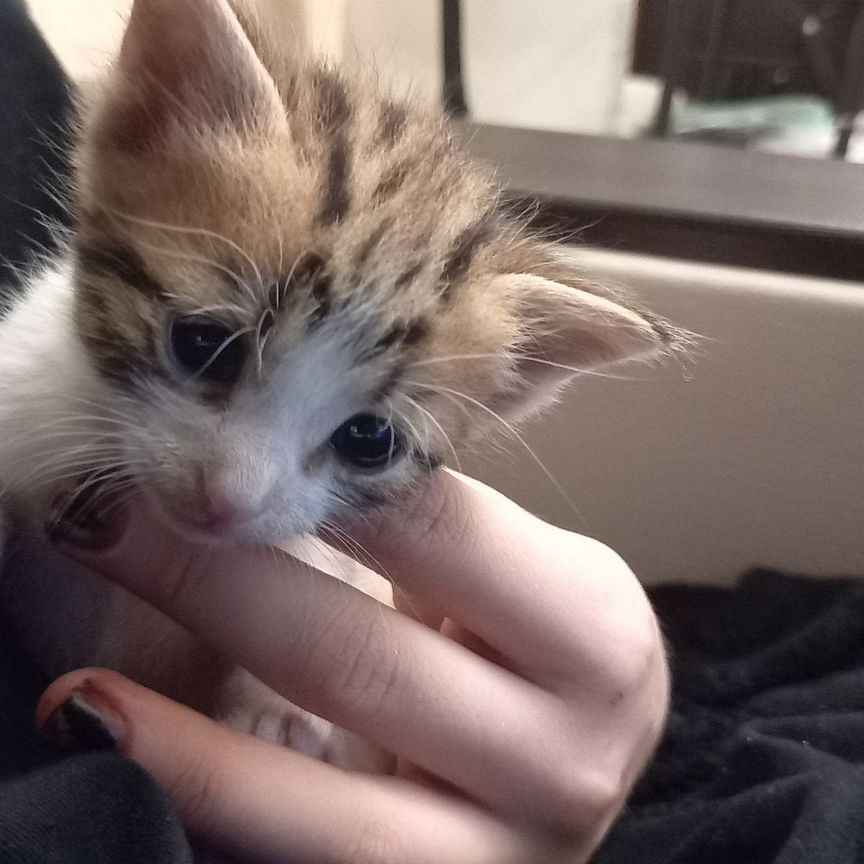 Котенок в добрые руки