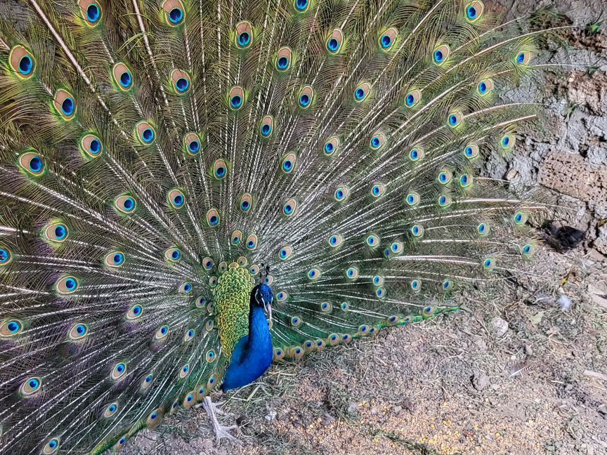 Индийский павлин