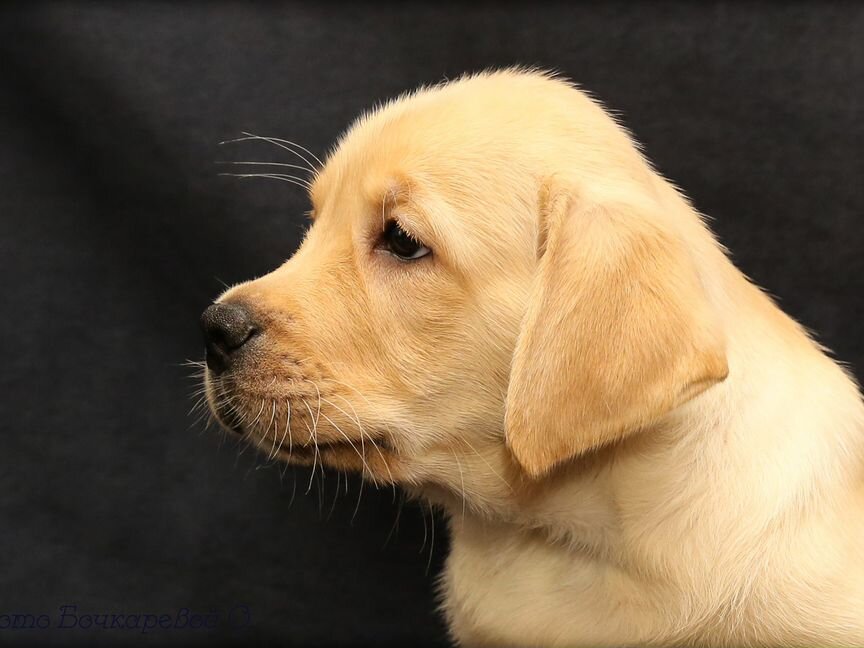 Лабрадора щенок