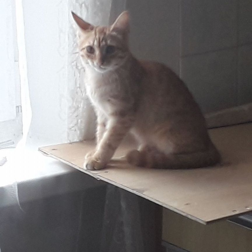 Котенок из подвала ищет теплый дом