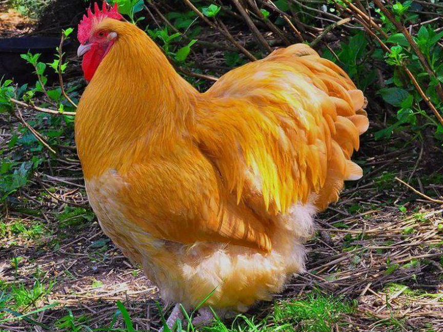 Продам петуха