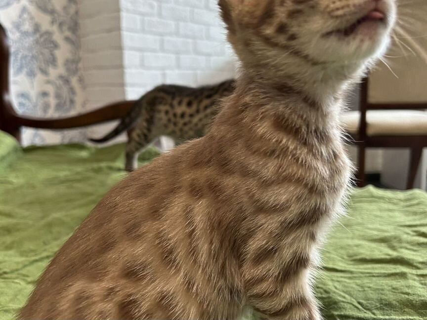 Котята саванна