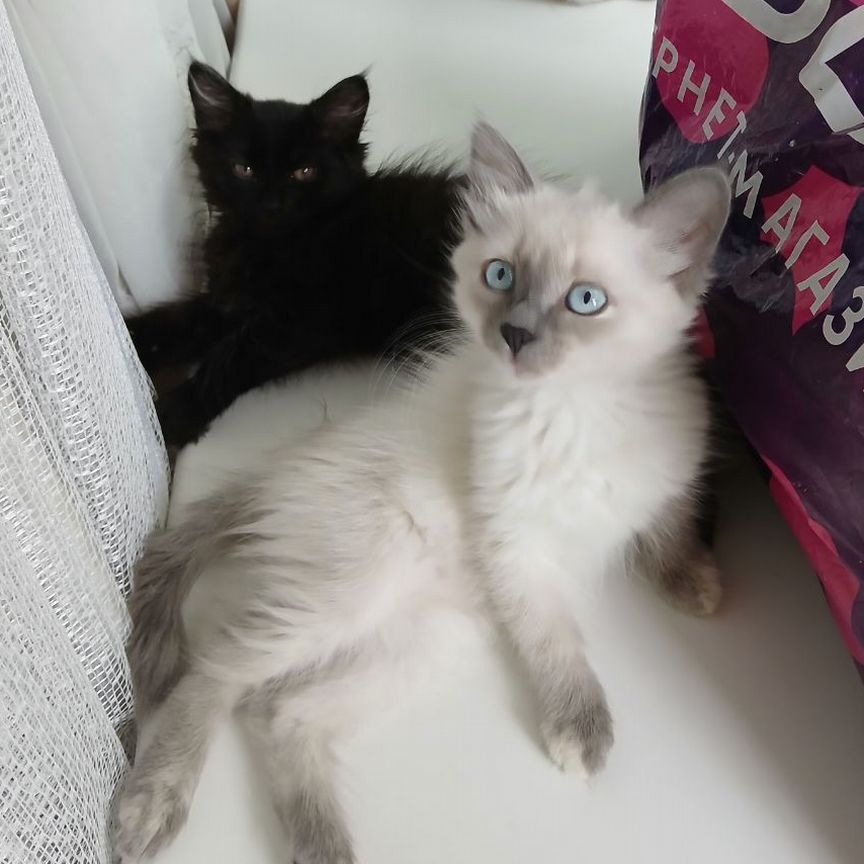 Котенок 3 мес. Бесплатно
