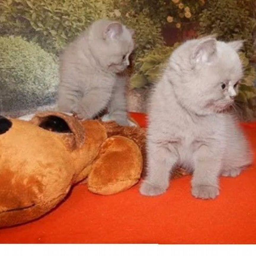 Шотландские котята