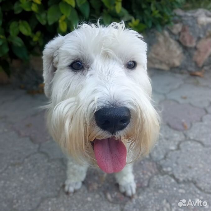 Цверг шнауцер на вязку