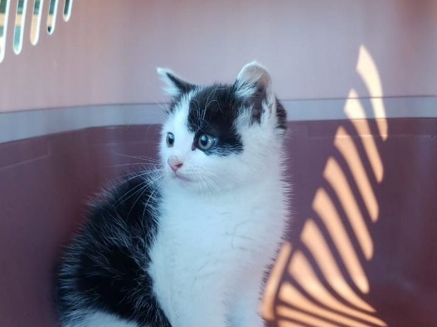 Кошка