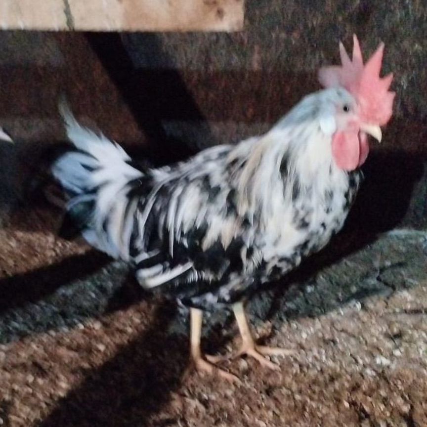 Молодые петухи