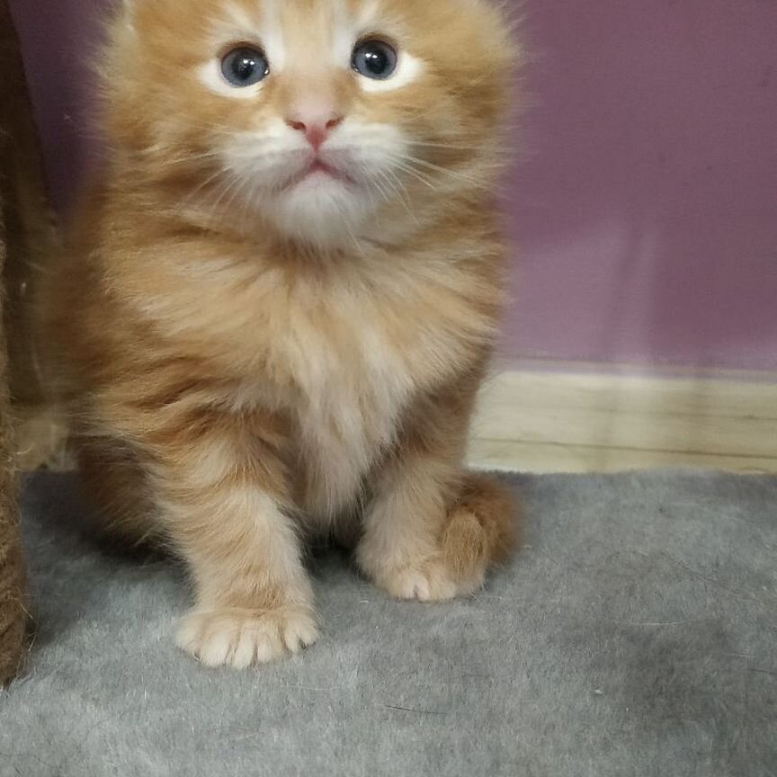 Котята мэйн кун