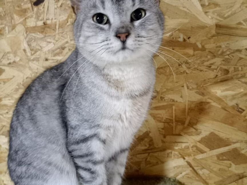 Степушка мечтает о доме