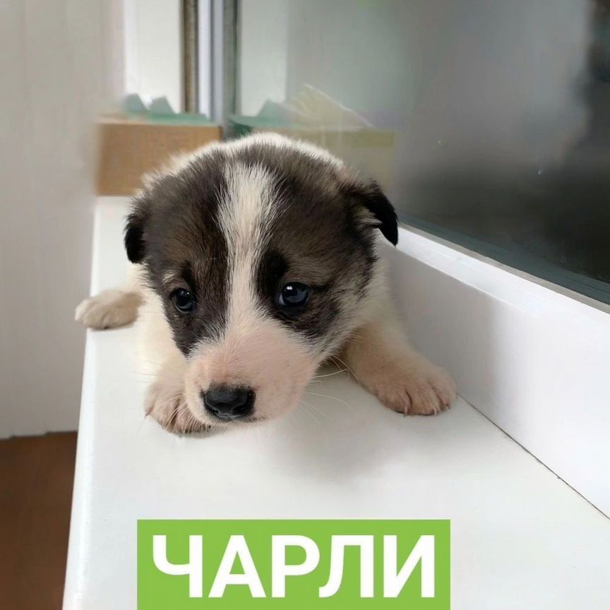 Щенки в добрые руки добрым людям